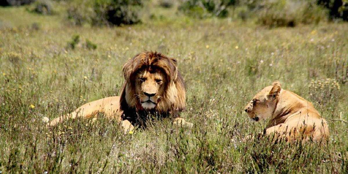 Poaching Power: A Rarely Told Story - The Dodo