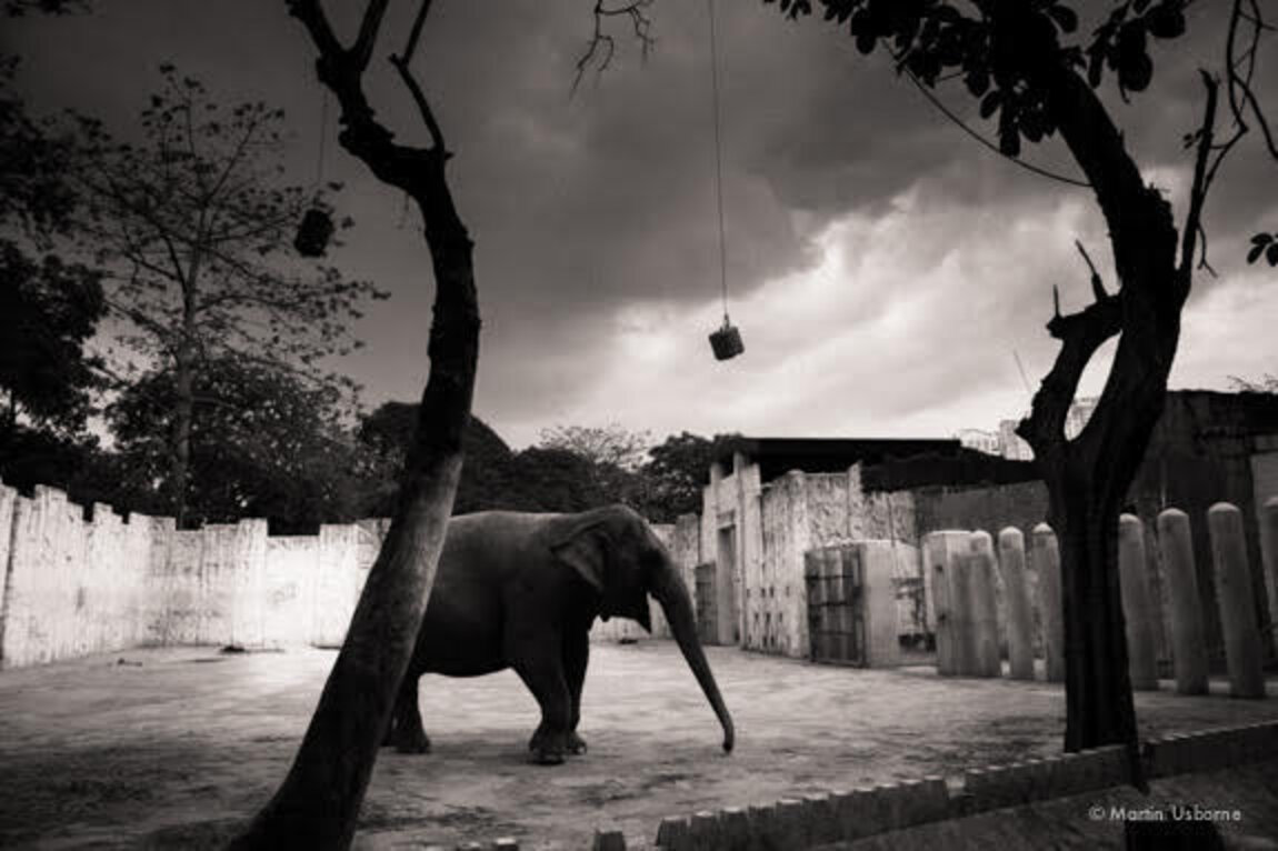 Mali The Elephant Has Lived Alone In Zoo For 40 Years - The Dodo