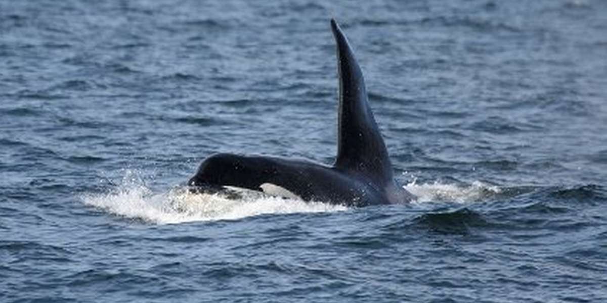 Sighting Of Old, Wild Orca Makes Captivity Look Even Worse - The Dodo