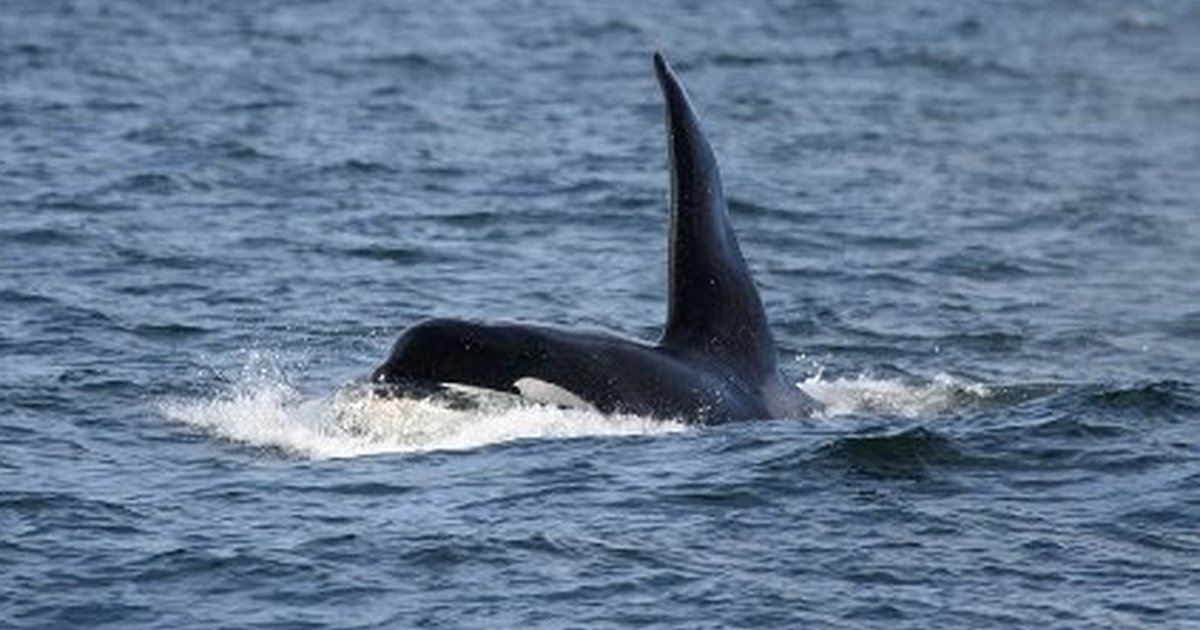 Sighting Of Old, Wild Orca Makes Captivity Look Even Worse - The Dodo