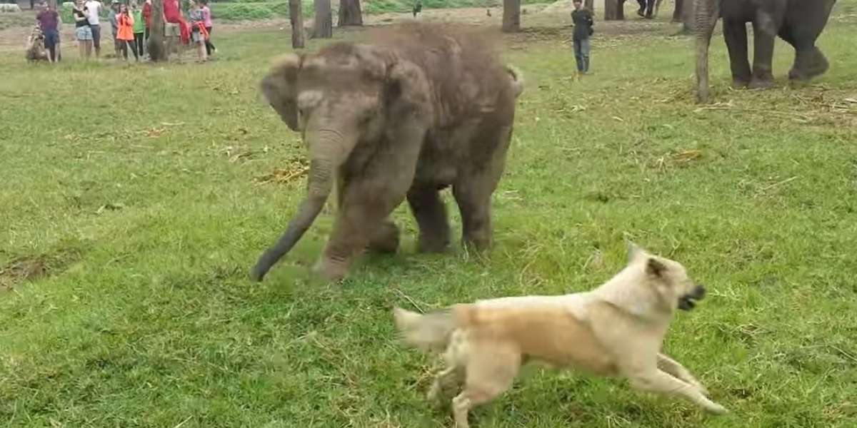 Baby Elephant Chases Dog As Fast As His Squat Little Legs Can Go - The Dodo