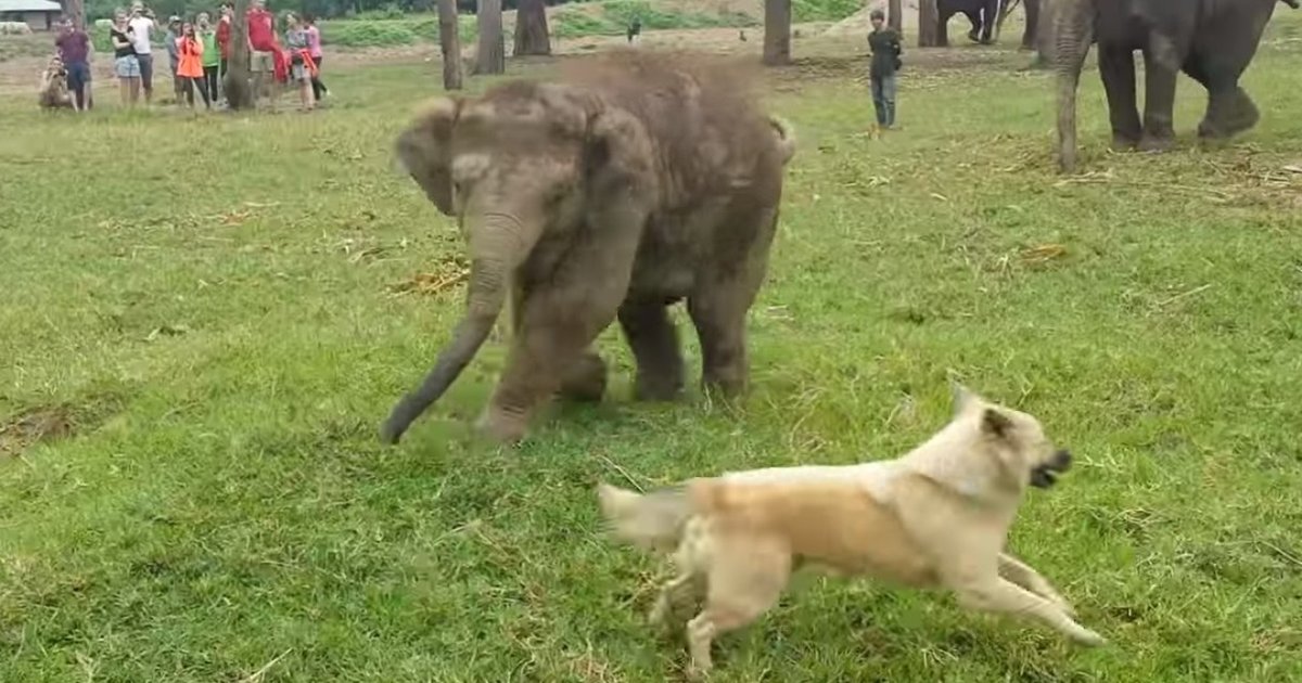Baby Elephant Chases Dog As Fast As His Squat Little Legs Can Go - The Dodo