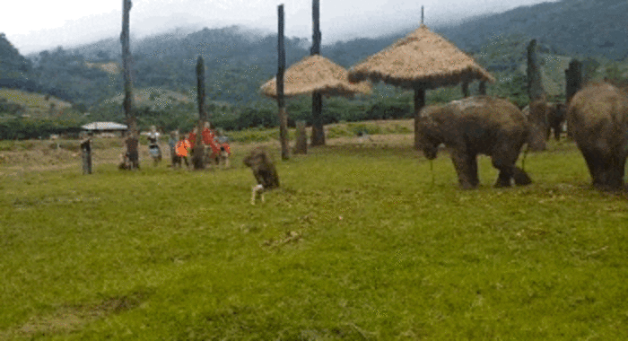 Baby Elephant Chases Dog As Fast As His Squat Little Legs Can Go - The Dodo