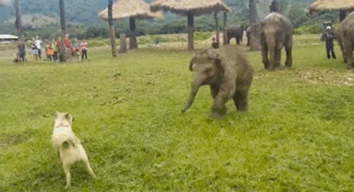Baby Elephant Chases Dog As Fast As His Squat Little Legs Can Go - The Dodo
