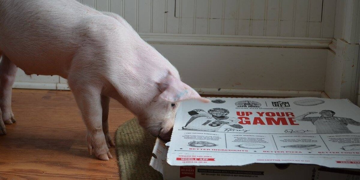 Piglet Discovers What People Keep Inside These Flat Boxes And FLIPS OUT ...