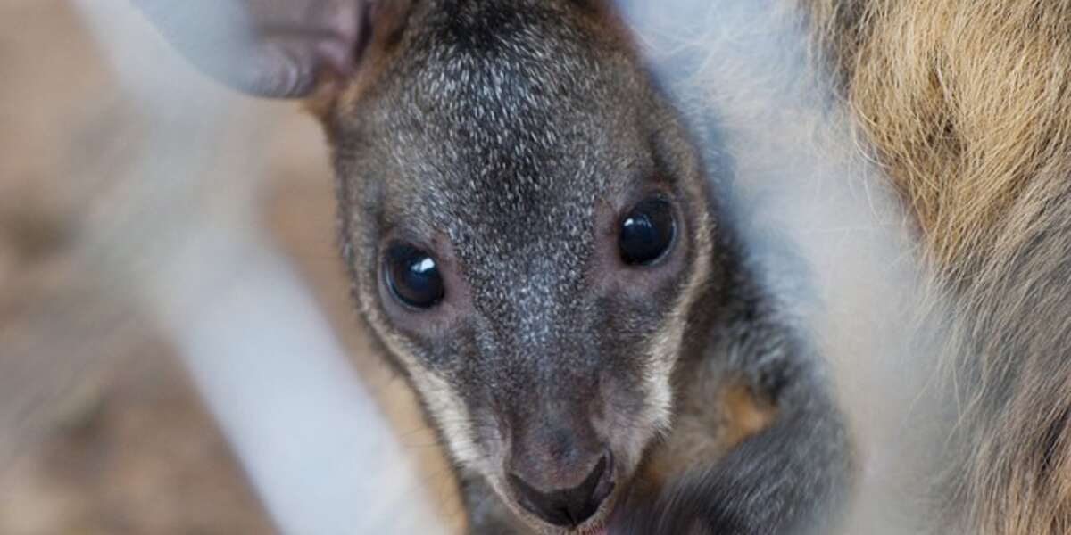 “Animal Abuse And Animal Neglect”: Report Blasts National Zoo - The Dodo