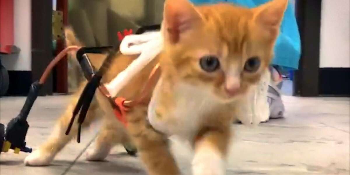 Kitten Swims And Exercises So He Can Run Like Everyone Else - The Dodo
