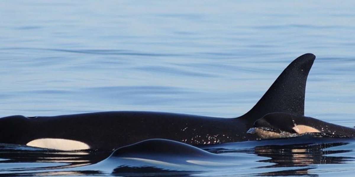 [Untitled] - The Dodo