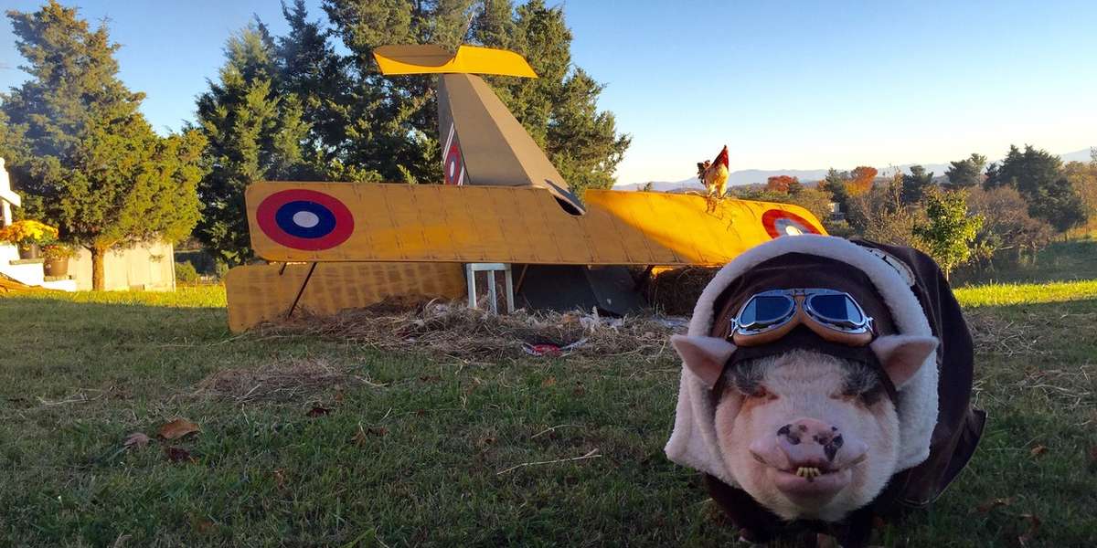 Tobie the Pot-Bellied Pig Celebrates His 11th Halloween - The Dodo