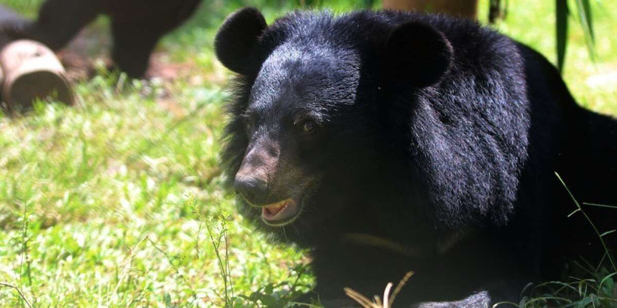 Blind Bear Trapped In Cage Gains His Freedom … And Sight - The Dodo
