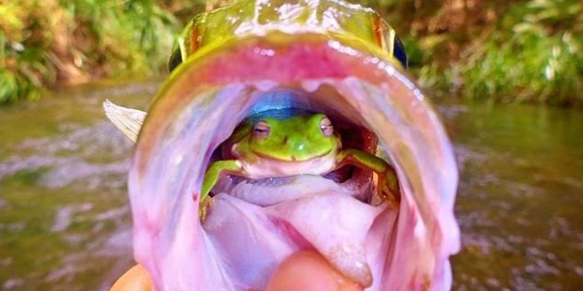 Tenacious Frog Survives Being Eaten By Fish - The Dodo