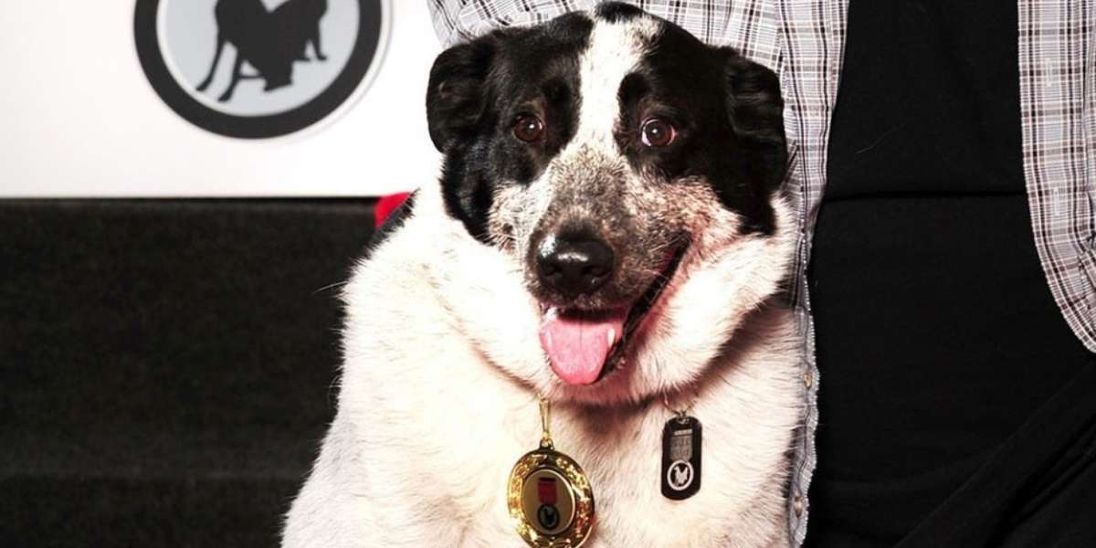 Meet 5 Rescue Dogs Who Went On To Save The Lives Of Their Owners - The Dodo