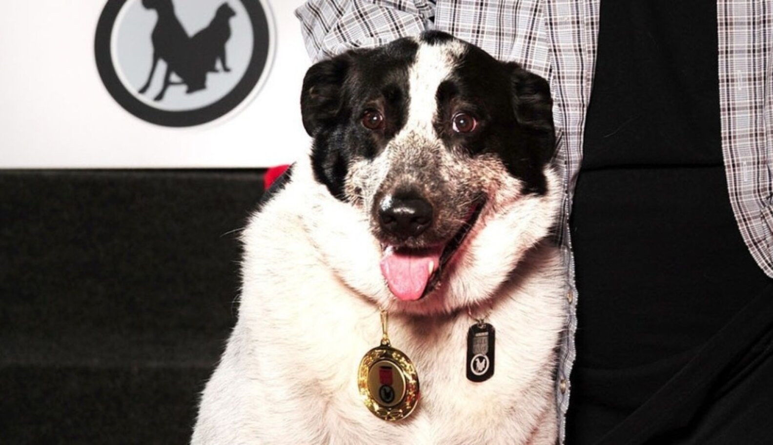 Meet 5 Rescue Dogs Who Went On To Save The Lives Of Their Owners - The Dodo