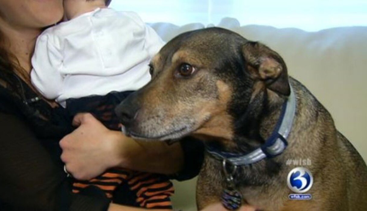 Meet 5 Rescue Dogs Who Went On To Save The Lives Of Their Owners - The Dodo