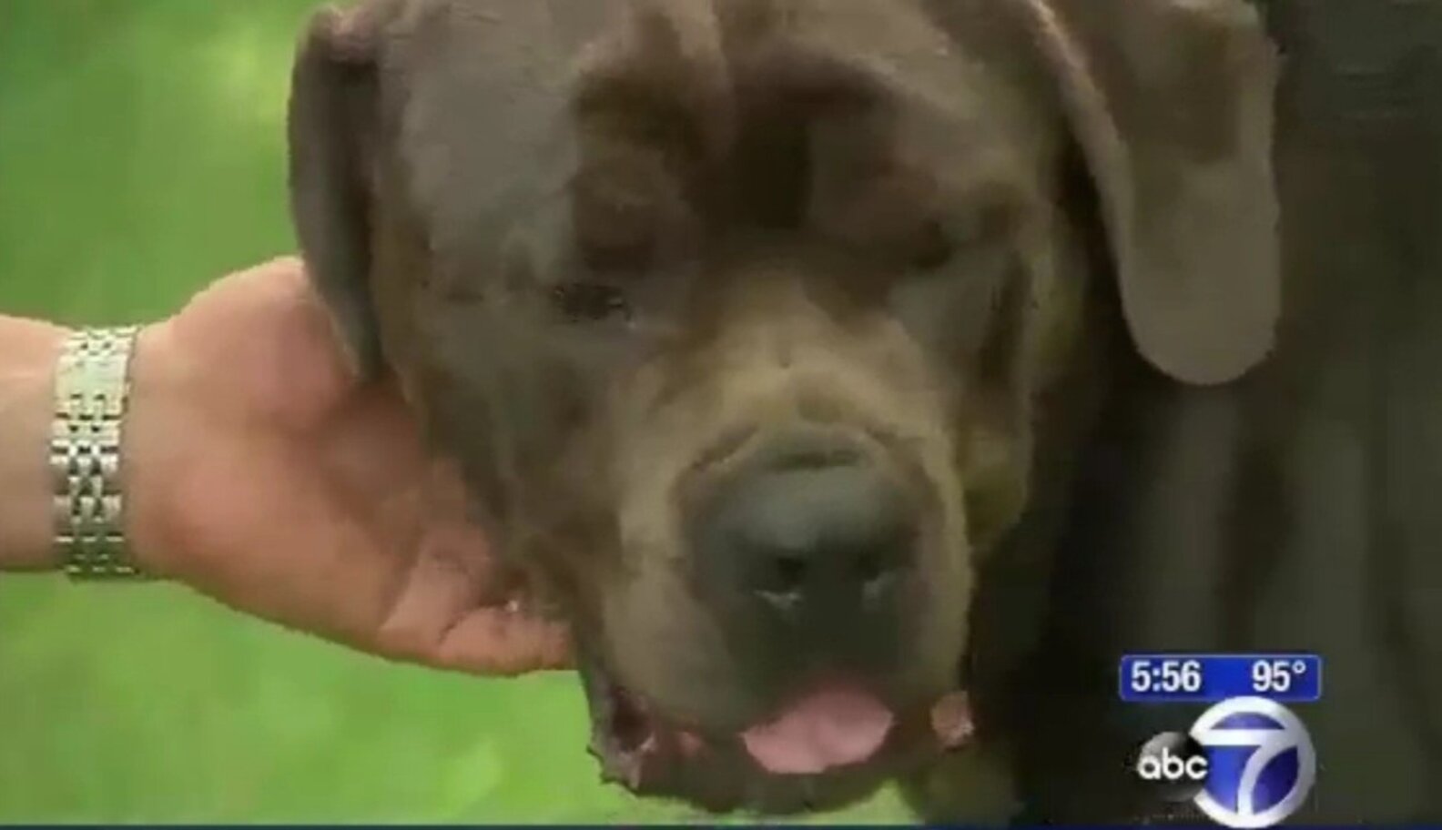 Meet 5 Rescue Dogs Who Went On To Save The Lives Of Their Owners - The Dodo