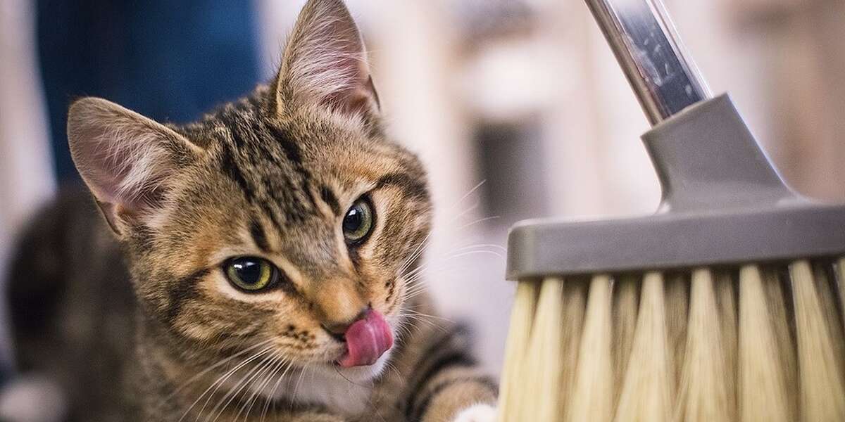 Meet the Kittens! - The Dodo