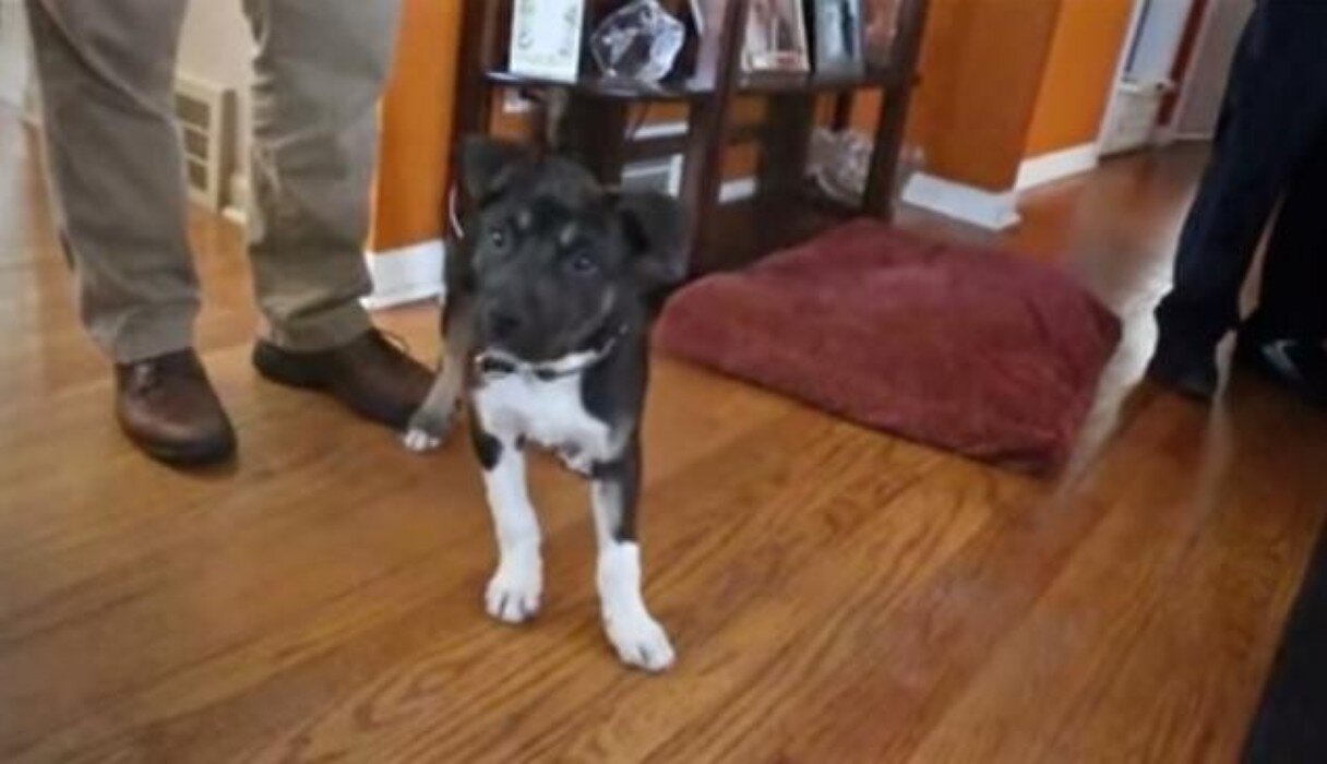 Meet 5 Rescue Dogs Who Went On To Save The Lives Of Their Owners - The Dodo