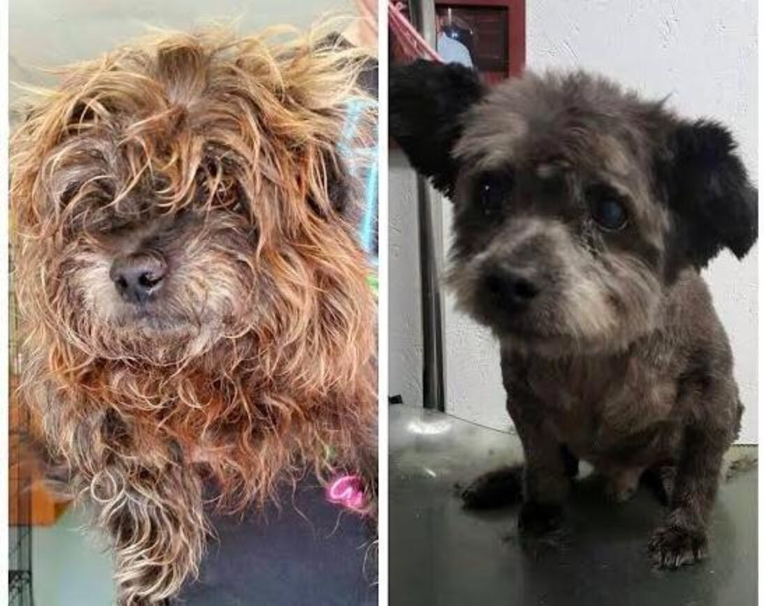 Dying Shelter Dog Gets A Family For His Final Days - The Dodo