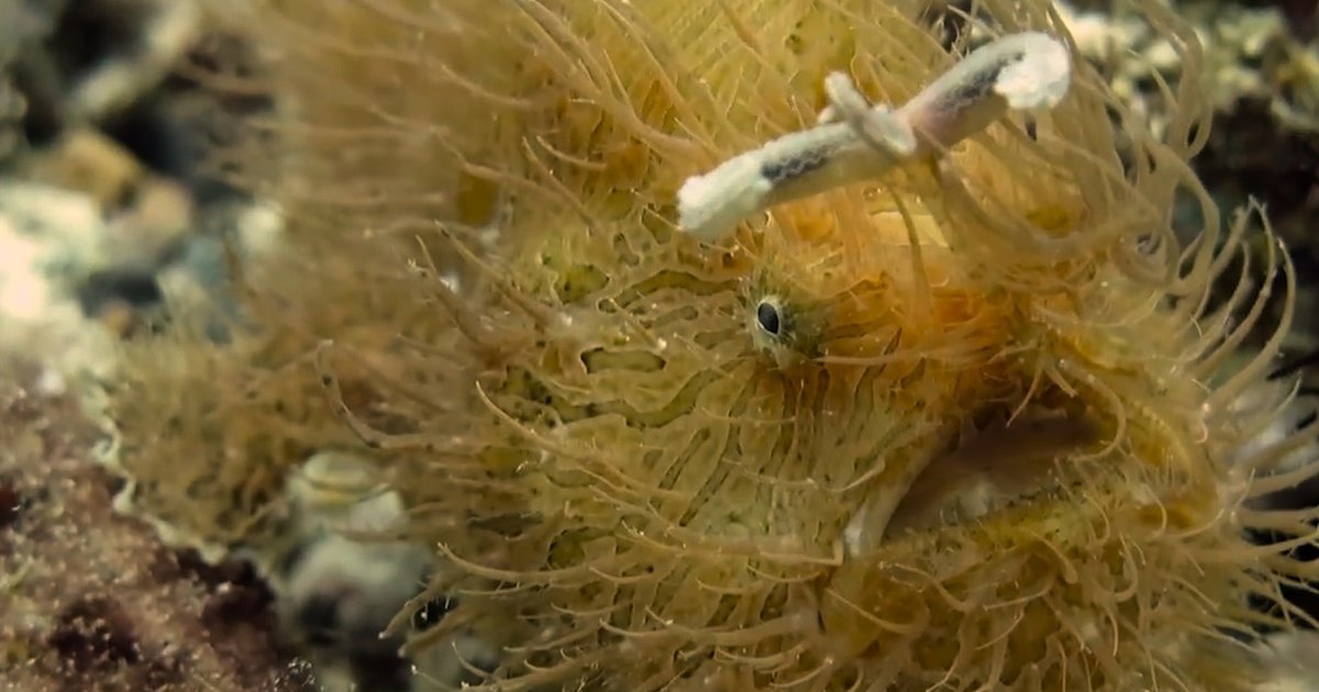 This Fish Looks Like He's Covered In Hair - The Dodo