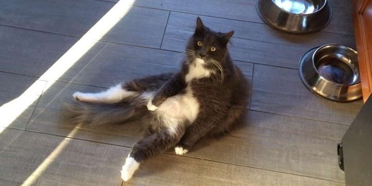 Lounge Cat Can Get Comfy Anywhere, Anytime - The Dodo