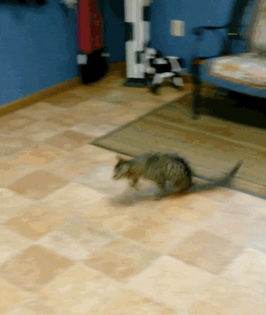Cat With No Hind Legs Gets A Very Special Present From Girl Scout ...