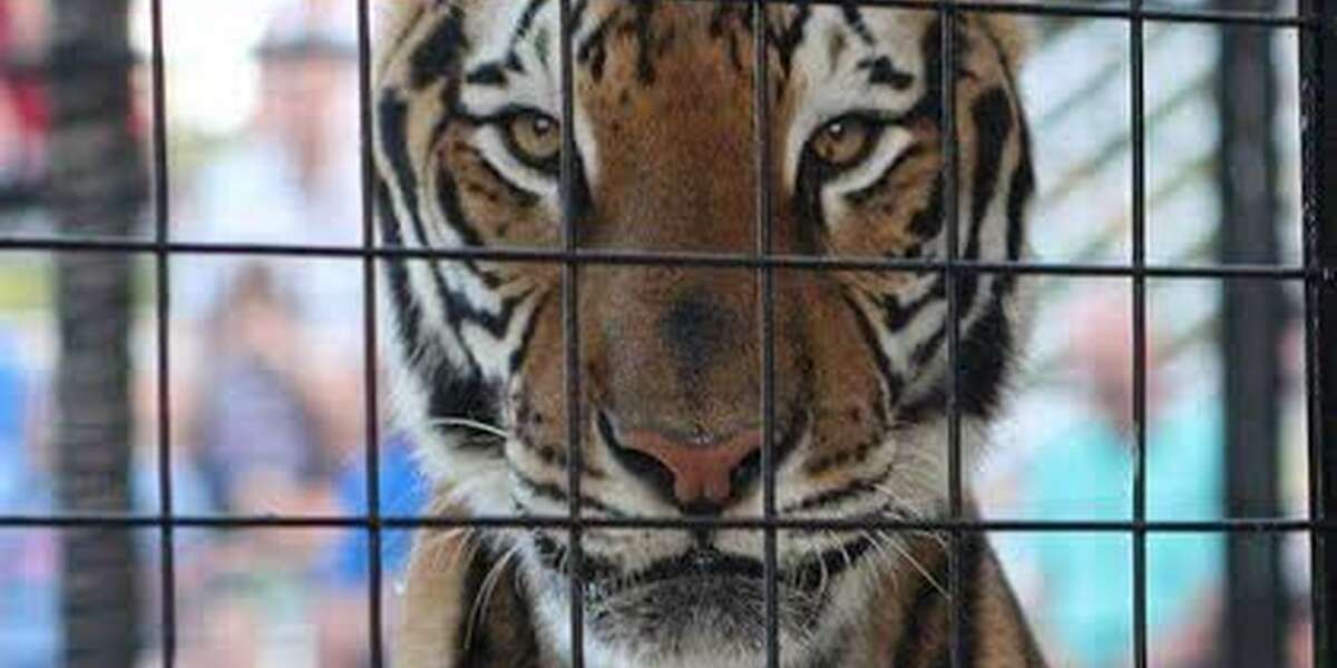 'Skeleton' Tiger Trainer Allegedly Starved House Cat - The Dodo