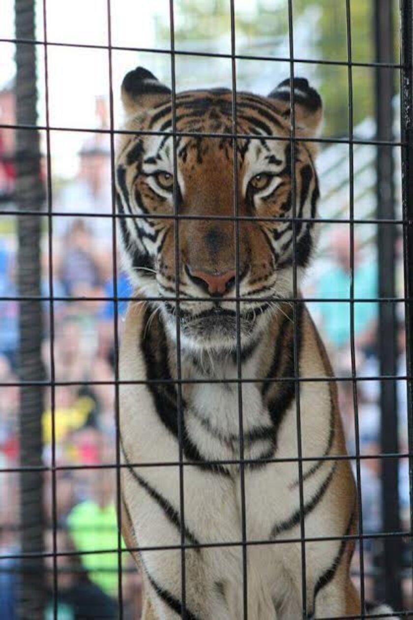 'Skeleton' Tiger Trainer Allegedly Starved House Cat - The Dodo