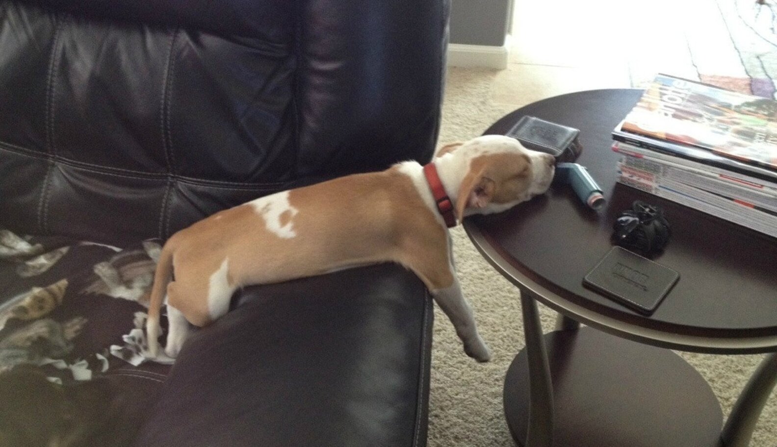 16 Dogs Who Can't Possibly Be Comfy Like That - The Dodo
