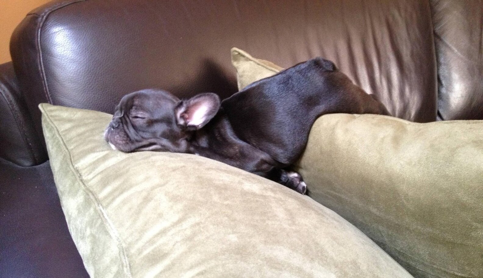 16 Dogs Who Can't Possibly Be Comfy Like That - The Dodo