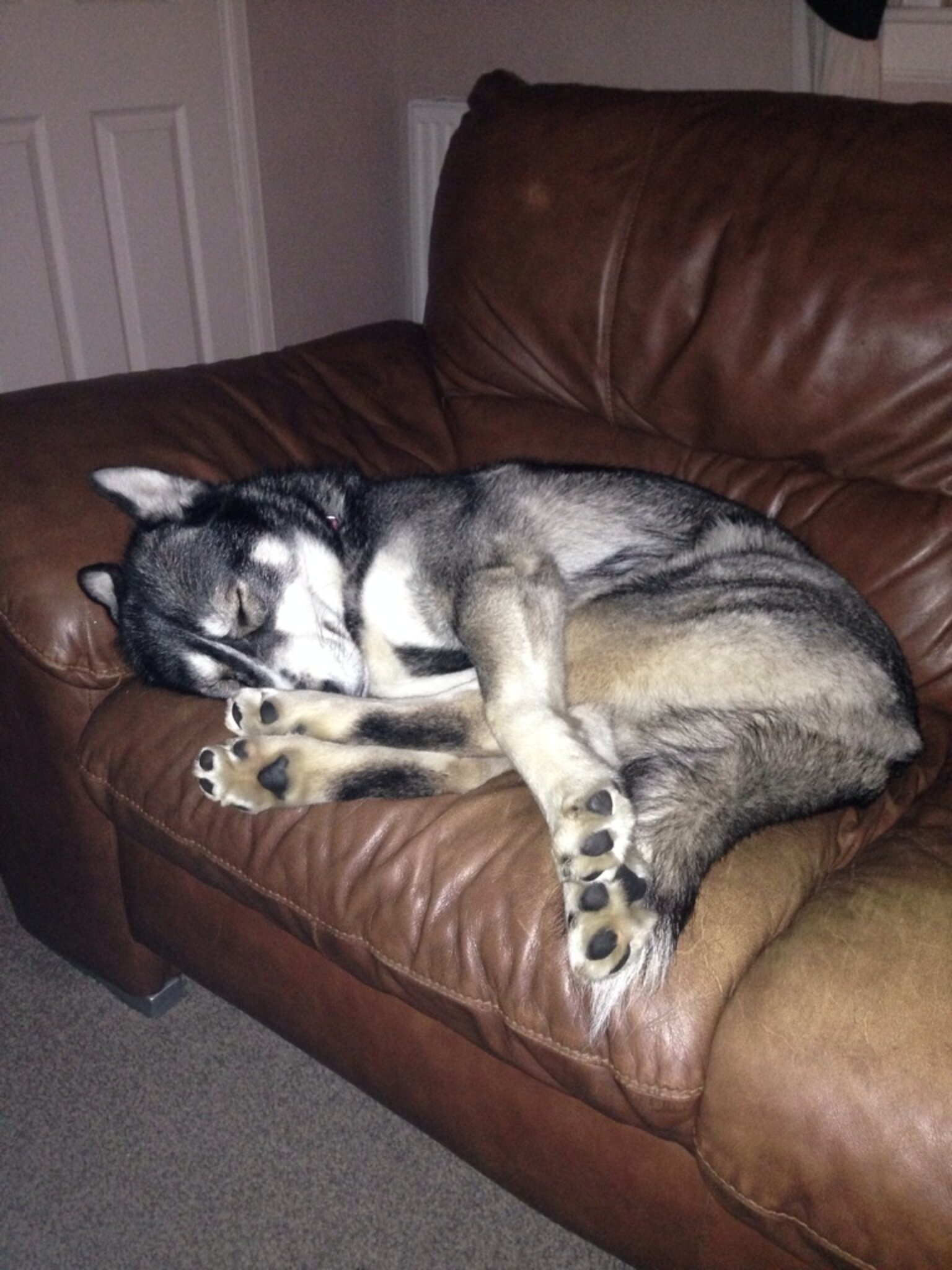 16 Dogs Who Can't Possibly Be Comfy Like That - The Dodo