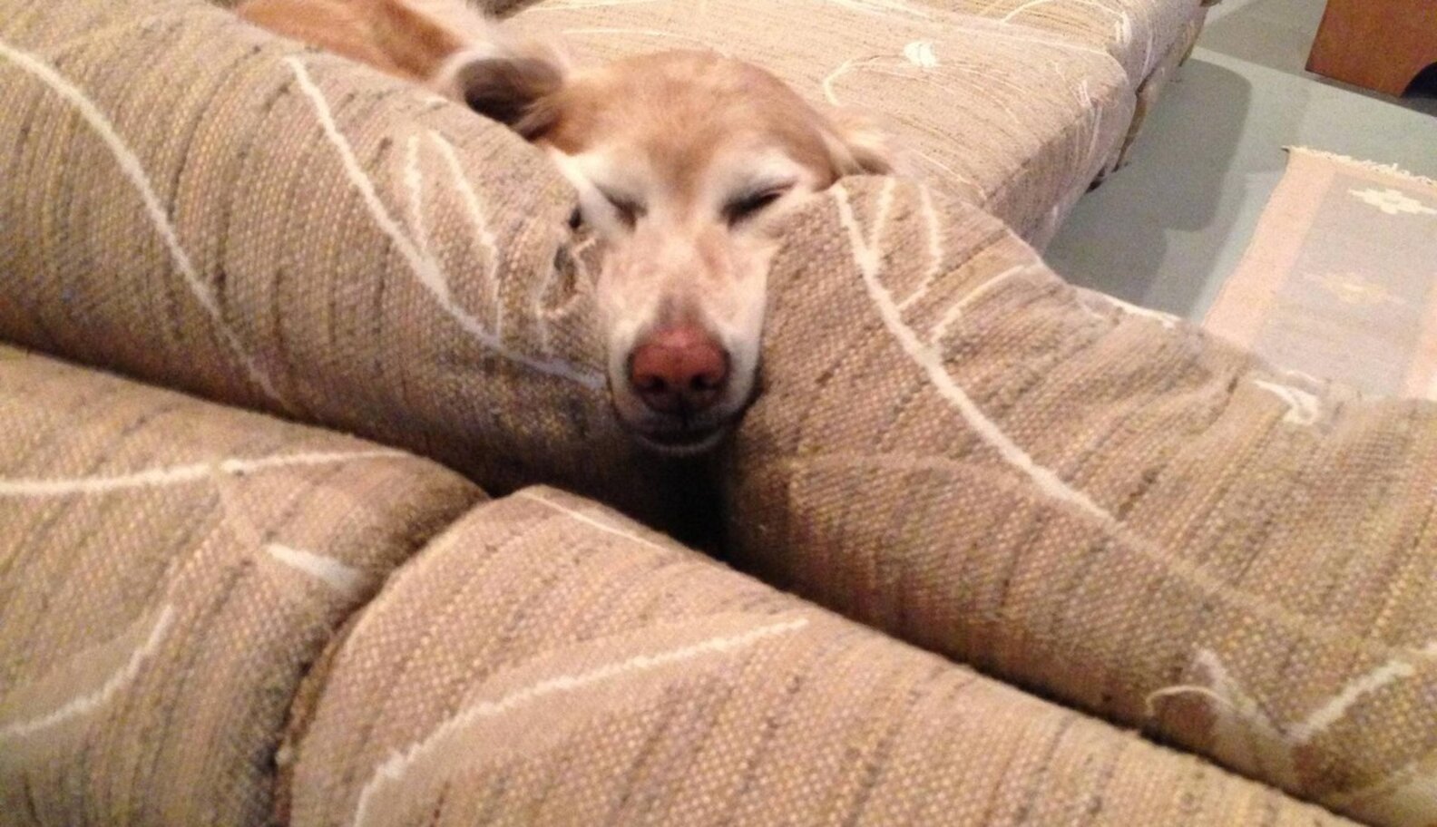 16 Dogs Who Can't Possibly Be Comfy Like That - The Dodo