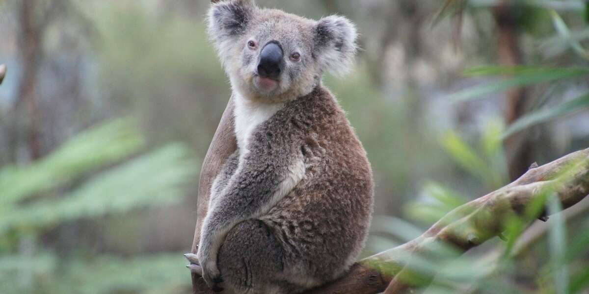Rescuers Use CPR To Bring Koala Back To Life - The Dodo