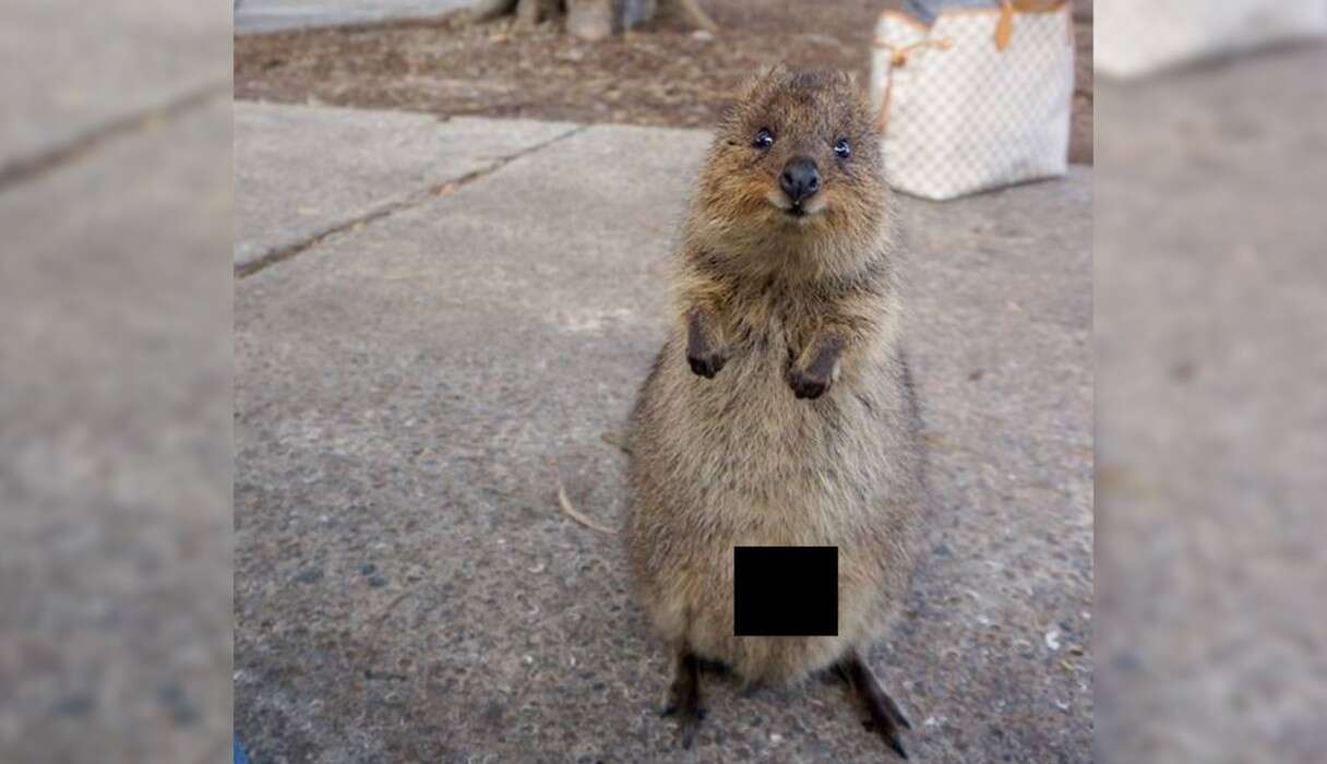 Quokka With Dog Smiling Quokka Has BIG Surprise For World To See The