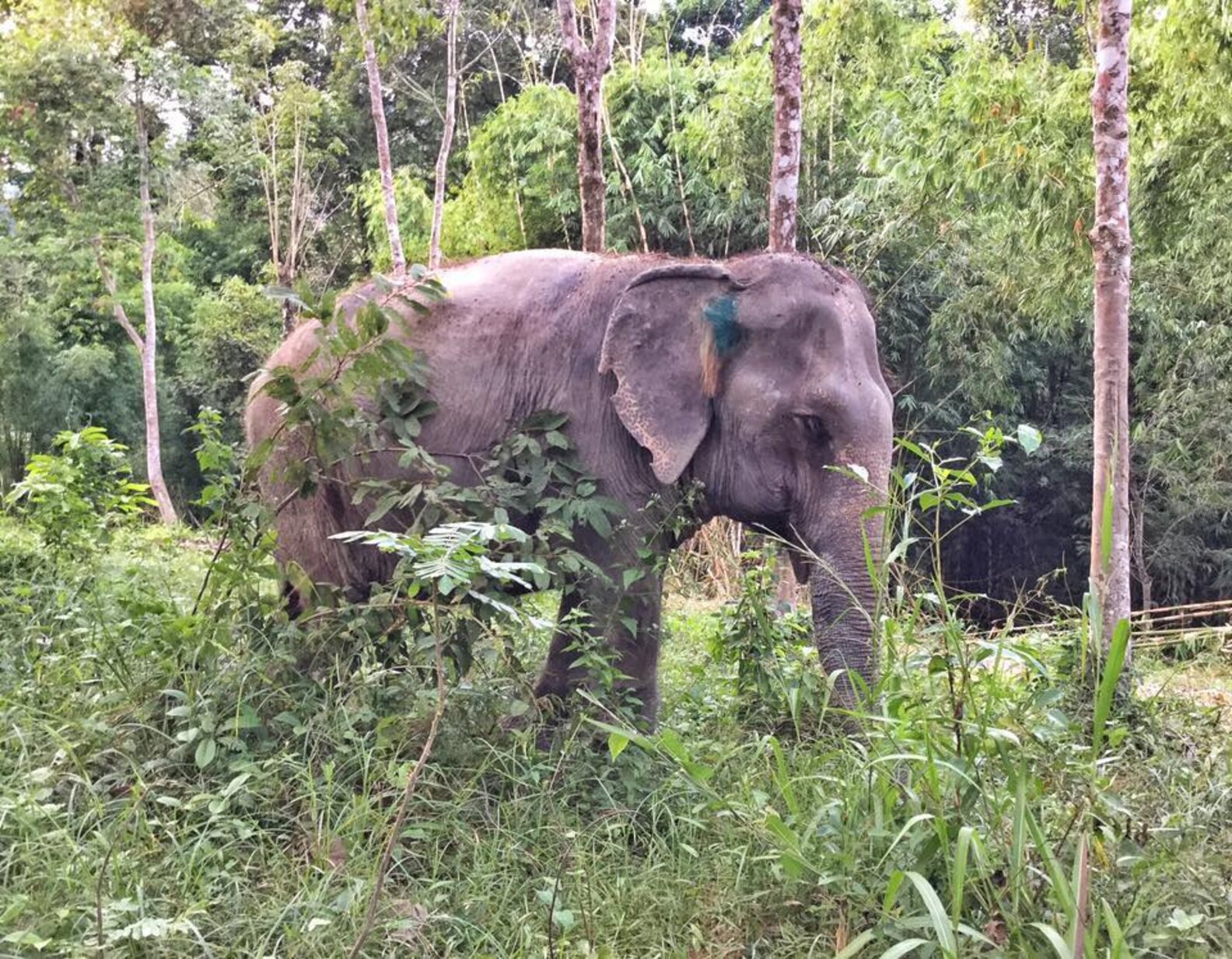 Depressed Elephant Couldn't Even Sleep — Until She Made A New Friend ...