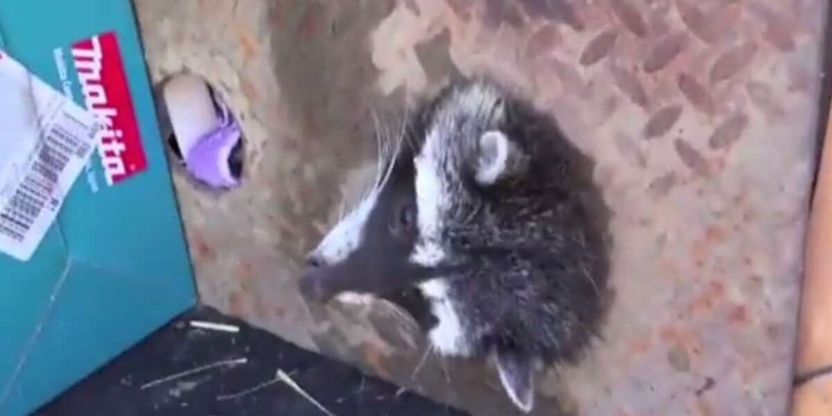 Feisty Raccoon With Head Stuck In Drain Freed By Power Tools - The Dodo