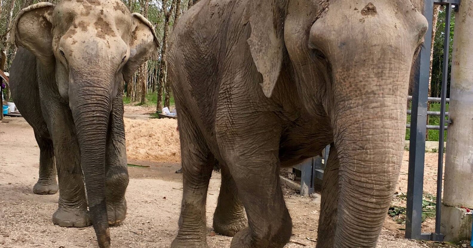 Depressed Elephant Couldn't Even Sleep — Until She Made A New Friend ...