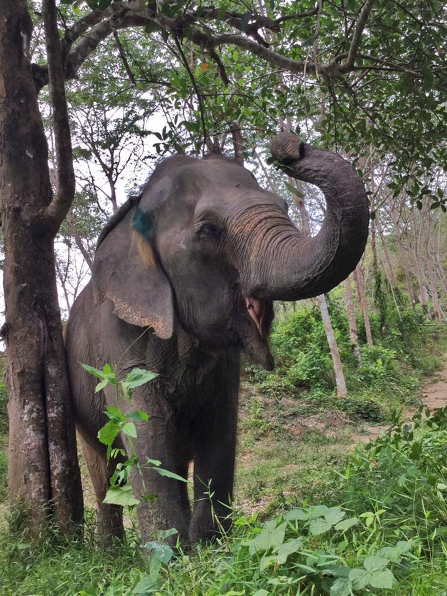Depressed Elephant Couldn't Even Sleep — Until She Made A New Friend ...
