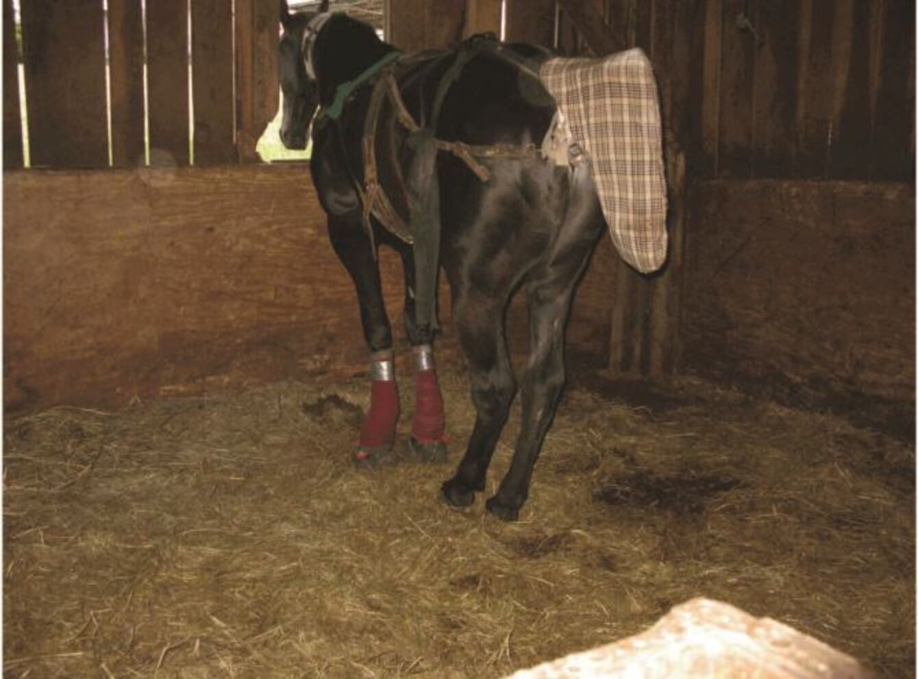 Horse Abuser Dodged Punishment, But We Can Help Animals Find Justice ...