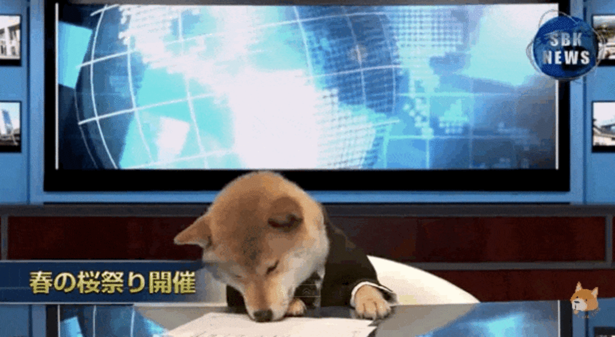 The World Would Be A Better Place If Dogs Were In Charge Of The News ...