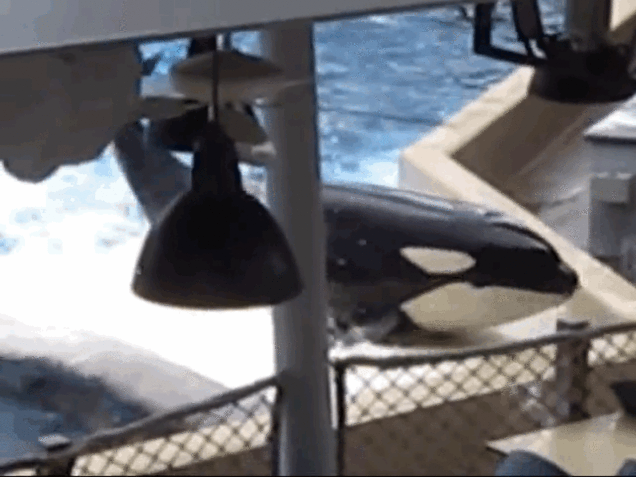 The Real Lives Of Captive Orcas Revealed In Videos From SeaWorld ...