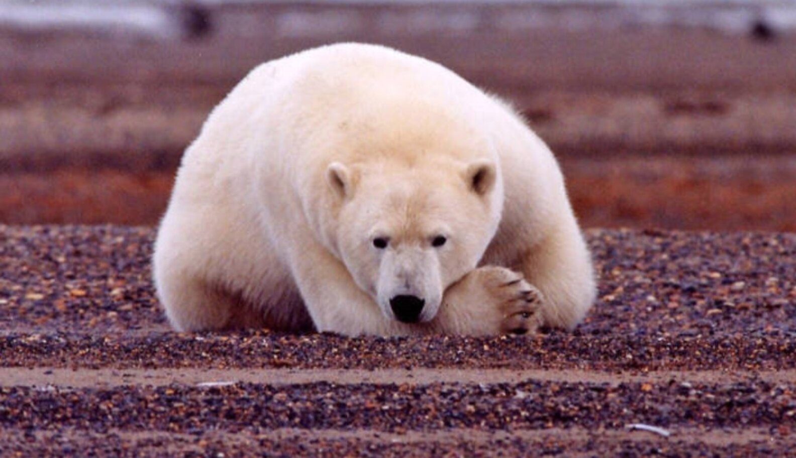 UN Predicts Grim Future For Aquatic Animals Thanks To Climate Change ...