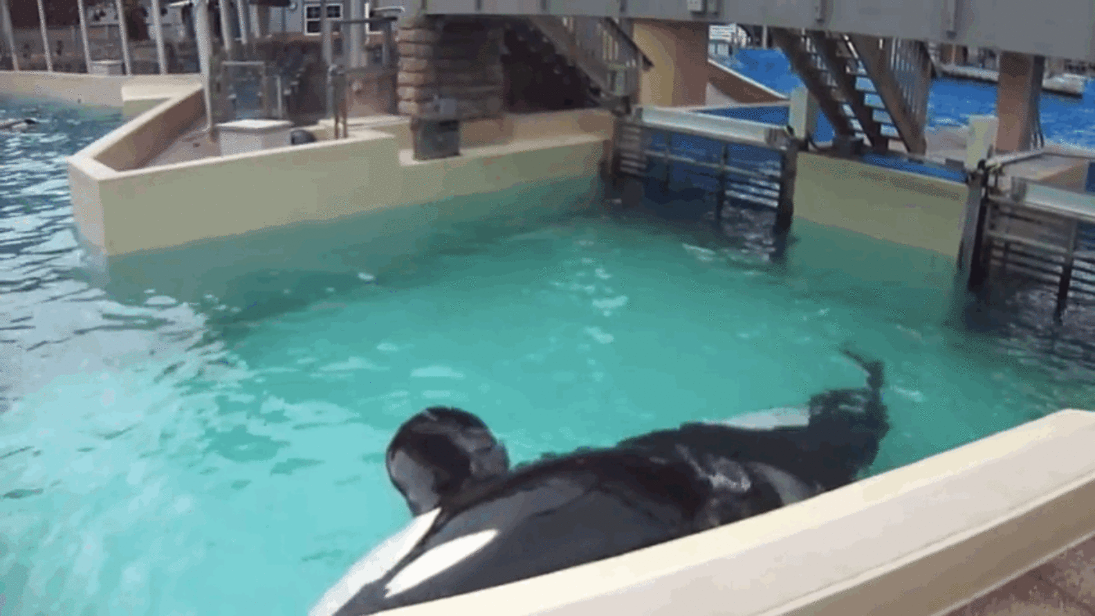 The Real Lives Of Captive Orcas Revealed In Videos From SeaWorld ...