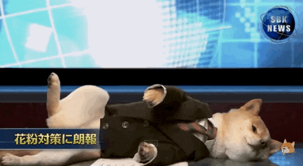 The World Would Be A Better Place If Dogs Were In Charge Of The News ...