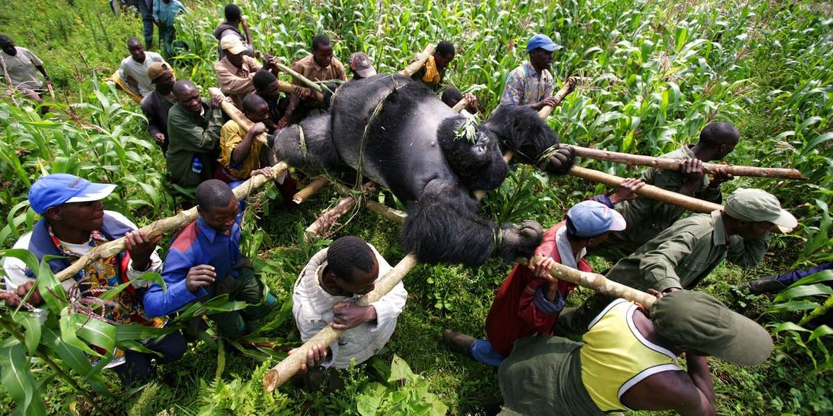 The Story Behind This Gorilla Photo Will Shatter Your Heart - The Dodo