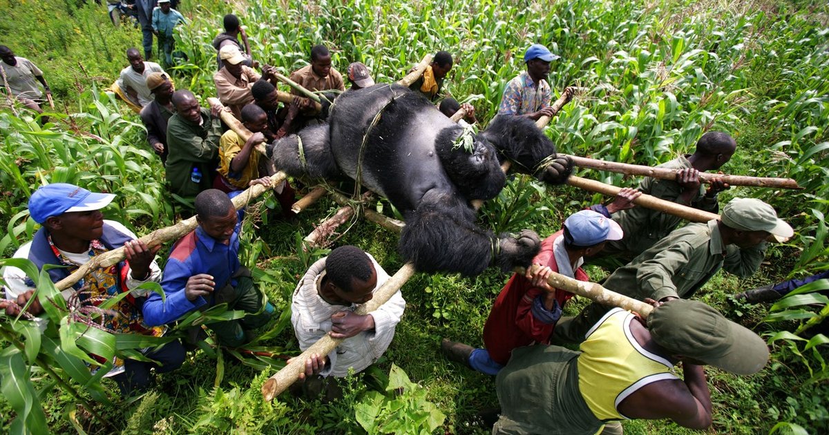 The Story Behind This Gorilla Photo Will Shatter Your Heart The Dodo