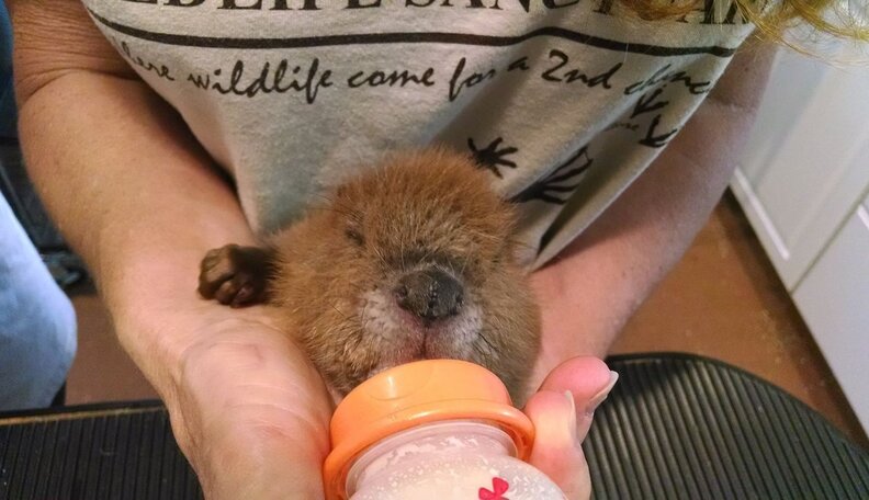 These Orphaned Baby Beavers Are Dam Adorable - The Dodo
