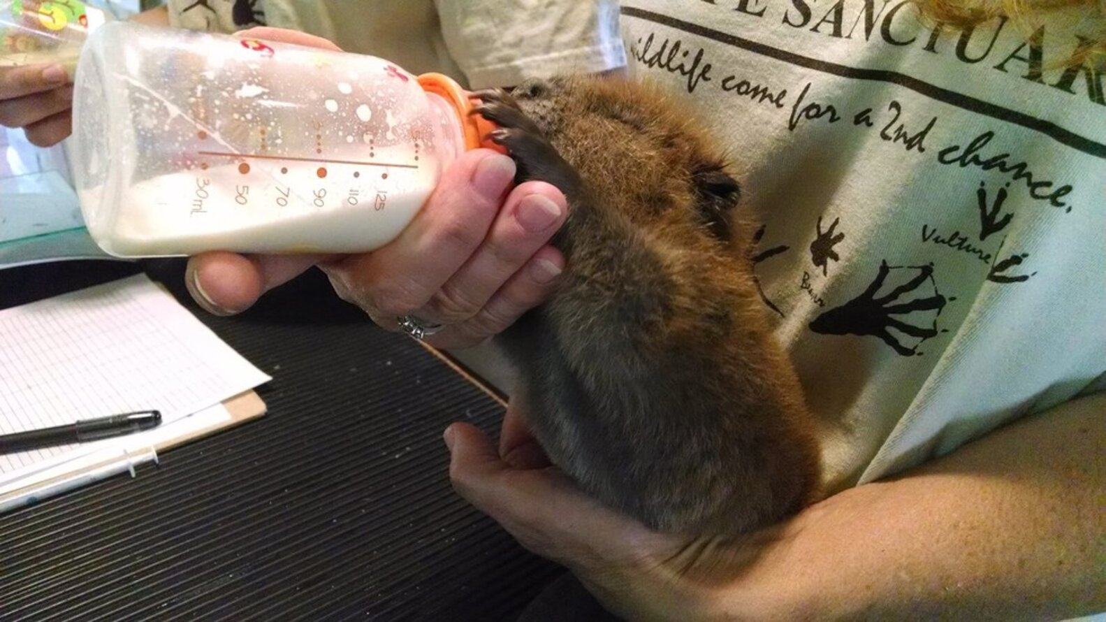 These Orphaned Baby Beavers Are Dam Adorable - The Dodo