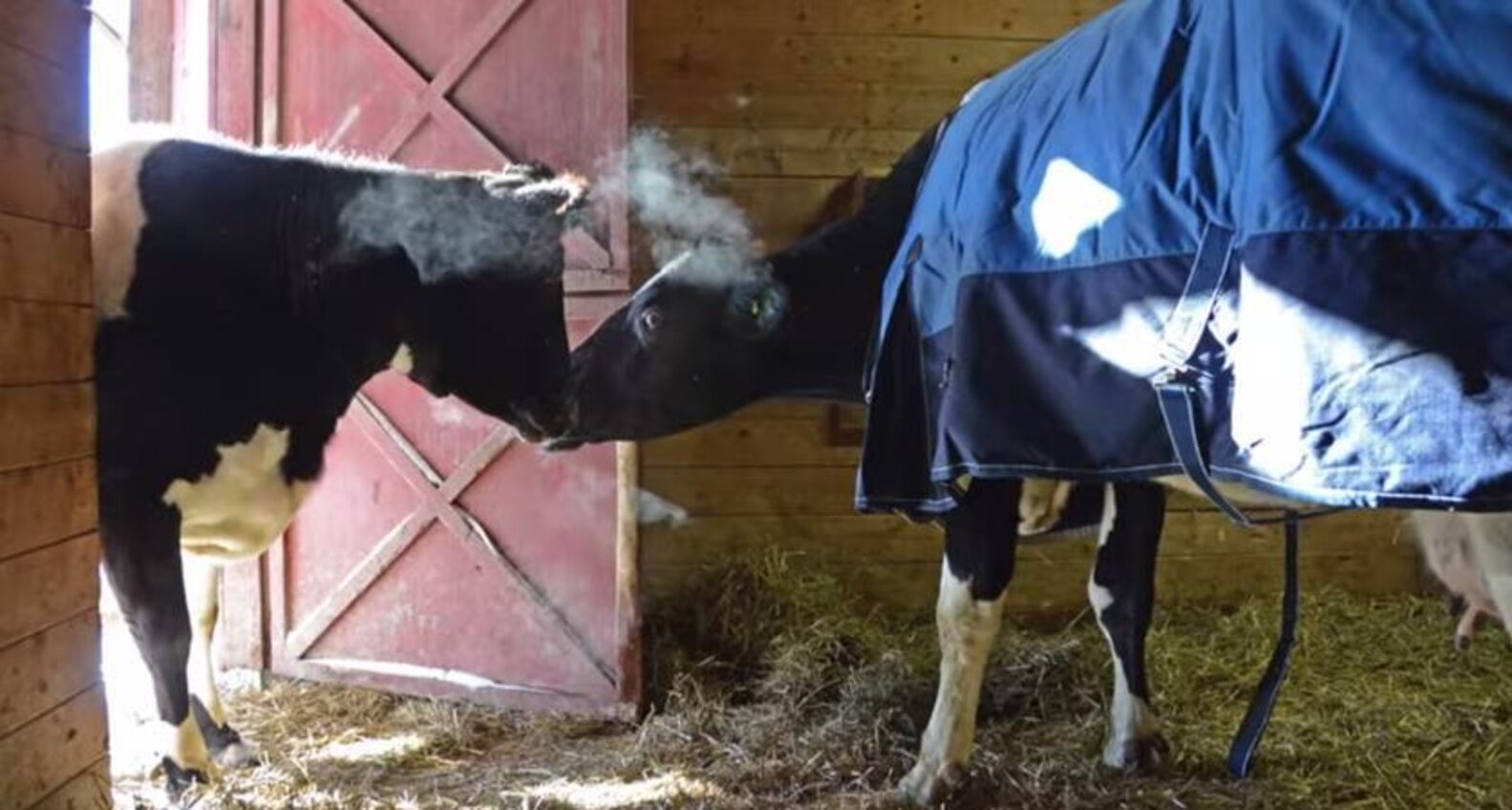Rescued Blind Cows Show Each Other How Sweet Life Can Be - The Dodo