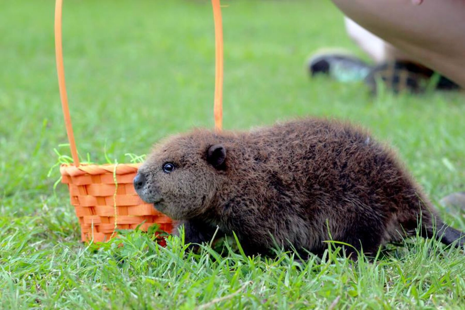 These Orphaned Baby Beavers Are Dam Adorable - The Dodo