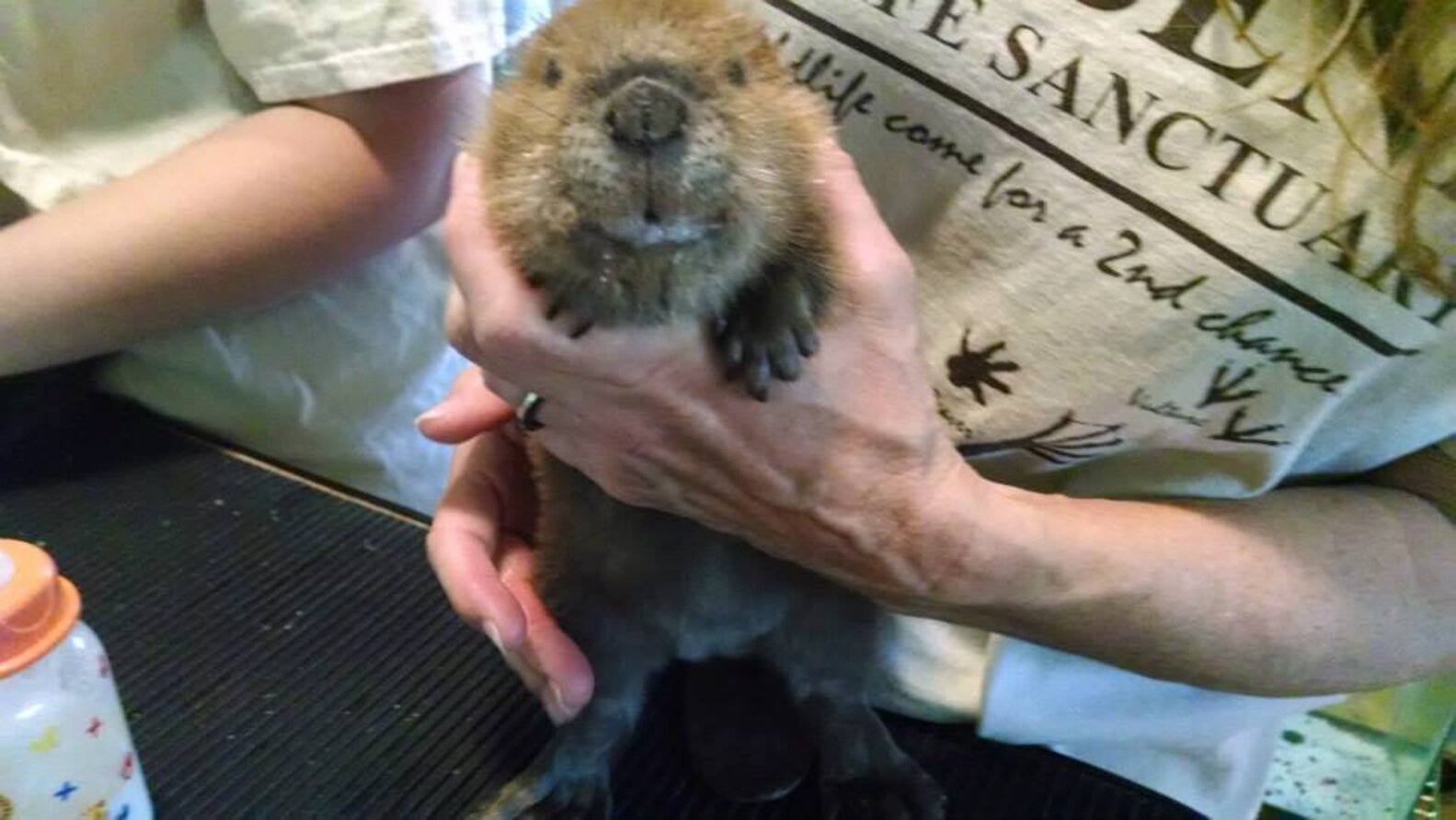These Orphaned Baby Beavers Are Dam Adorable - The Dodo